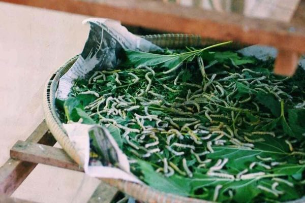 Angkor Silk Farm - Offers A Glimpse Into Silk Production, From ...